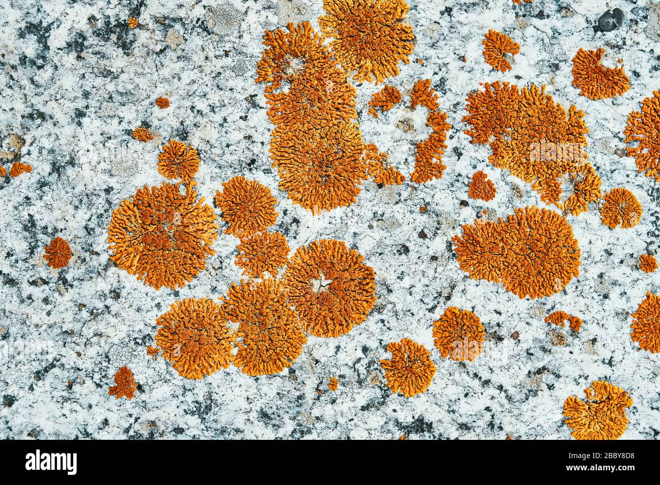 Texture rocks. Seamless texture of stone with rock fragments and fungus ...