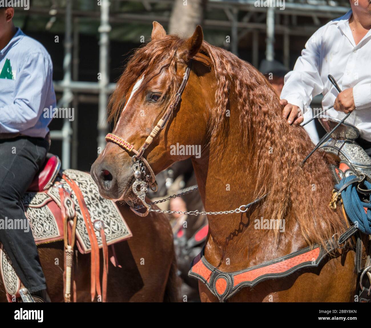 Saddle blanket hi-res stock photography and images - Alamy