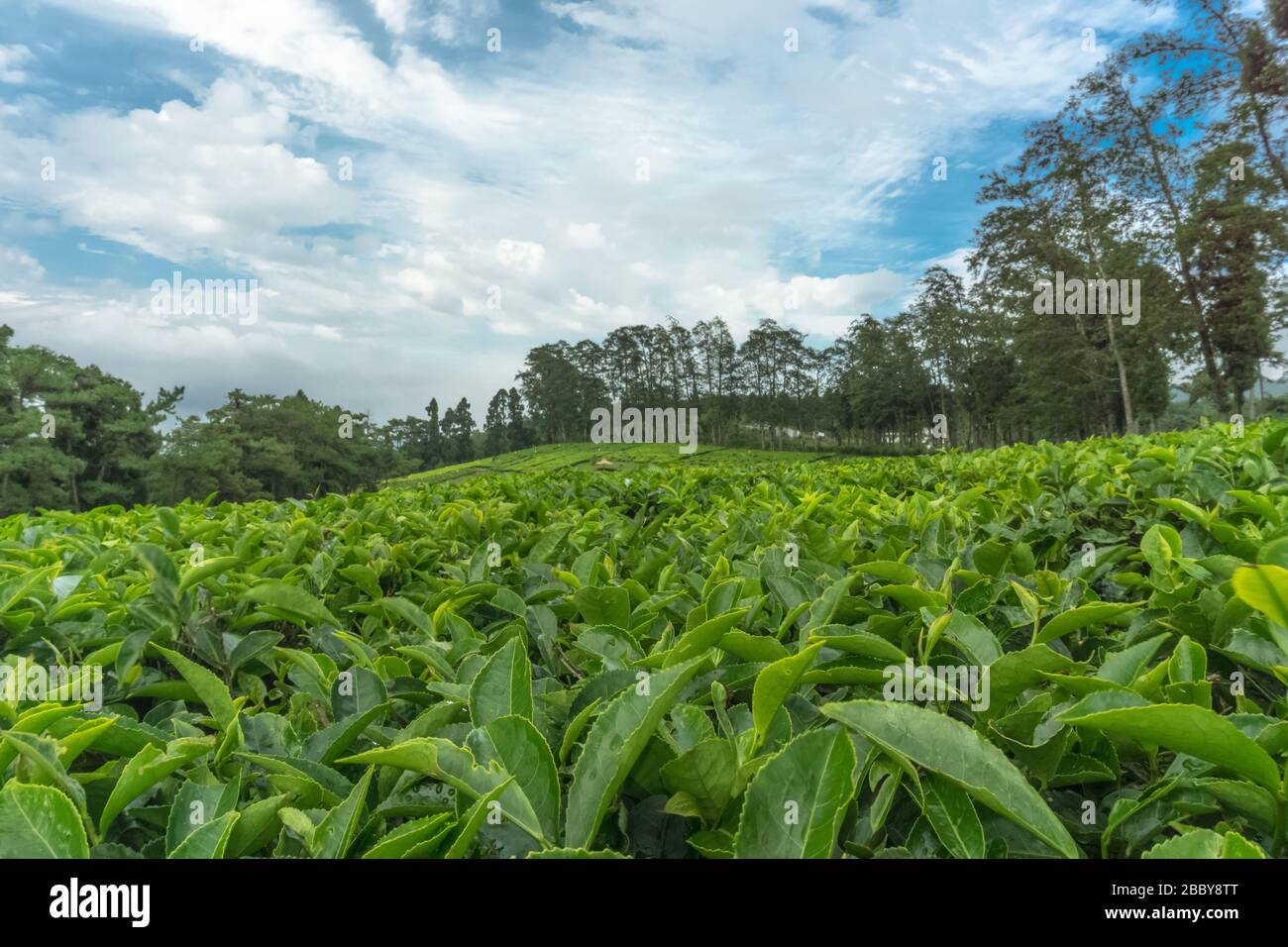 tea plantatation in Upper Shillong Meghalaya India by the roadside ...