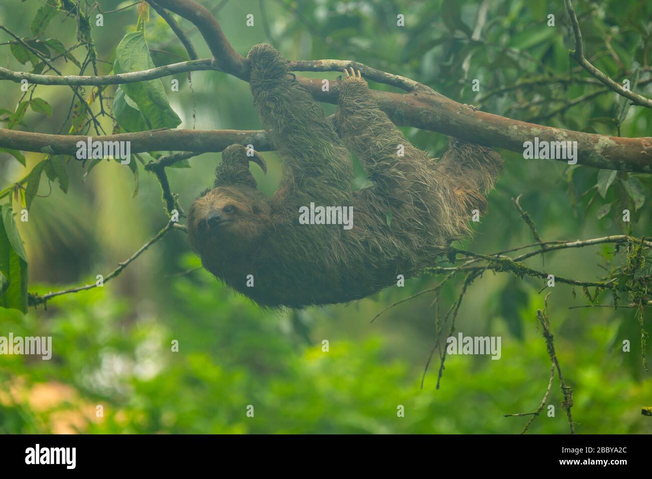 Brown throated three toad sloth hi-res stock photography and images - Alamy