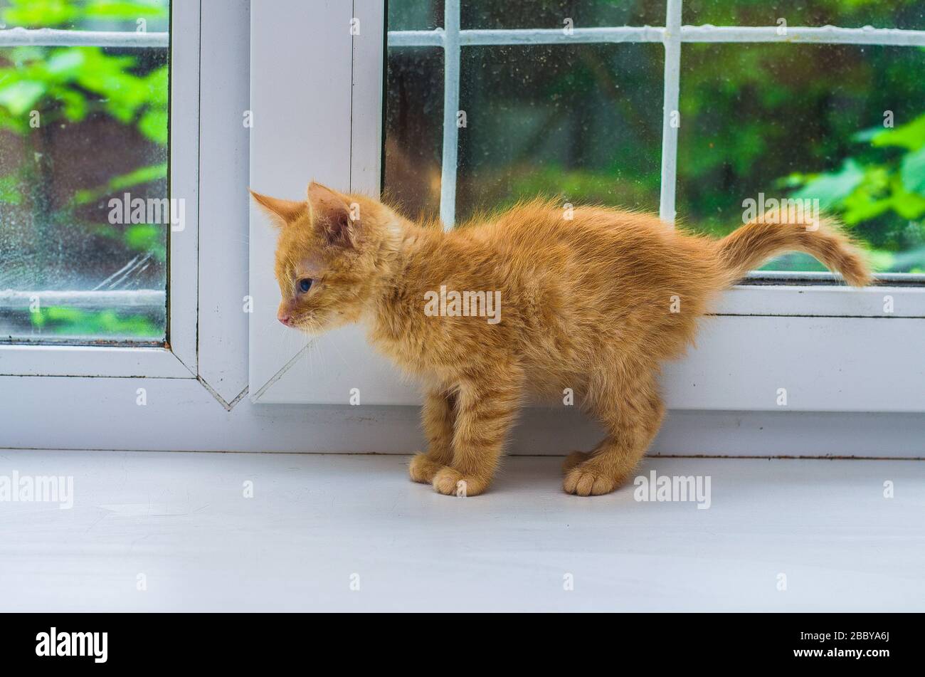 Ginger cat near window hi-res stock photography and images - Alamy