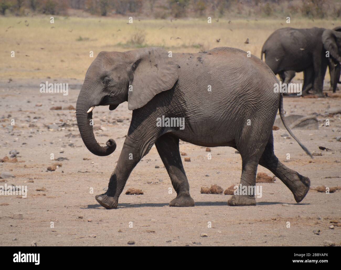 Elephants Walking Trunk To Tail