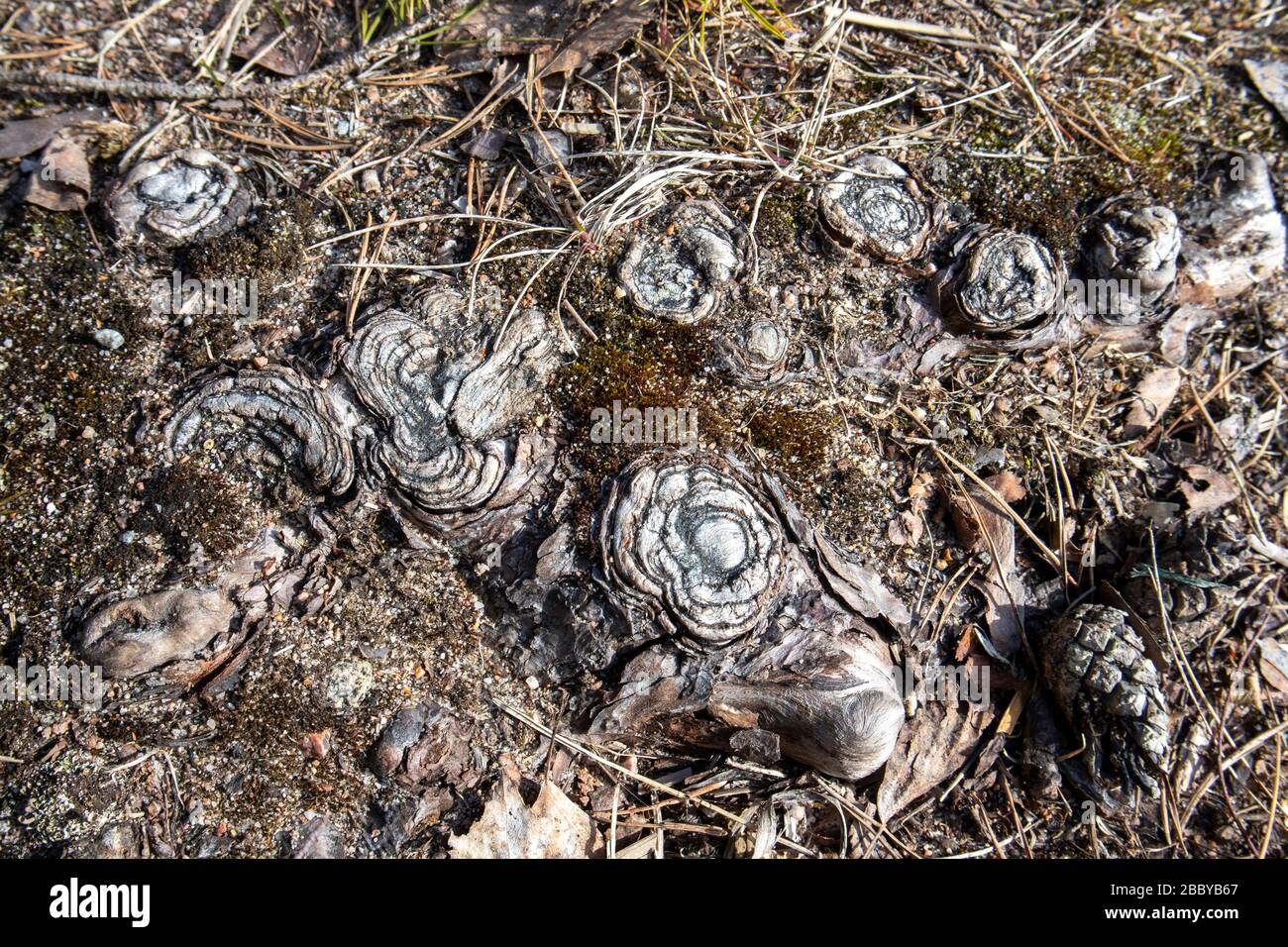 old tree roots patterns on ground Stock Photo - Alamy