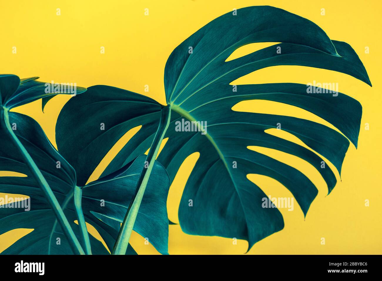 Selective focus of beautiful monstera leaves (leaf) on colorful for ...