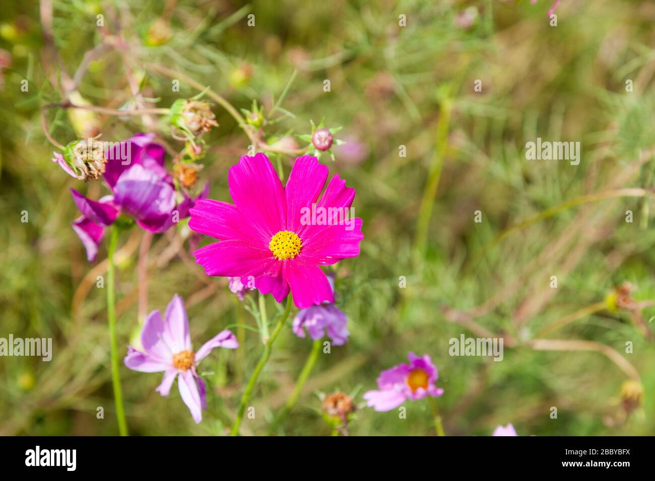 Beautiful spring Cosmos flower background., Cosmos flower Stock Photo ...