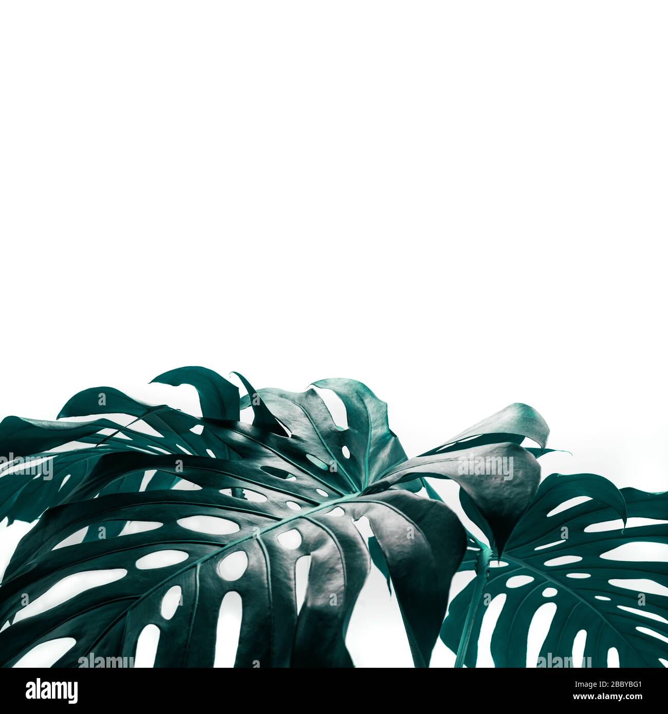 Selective focus of monstera leaves (leaf) on white color for decorating ...