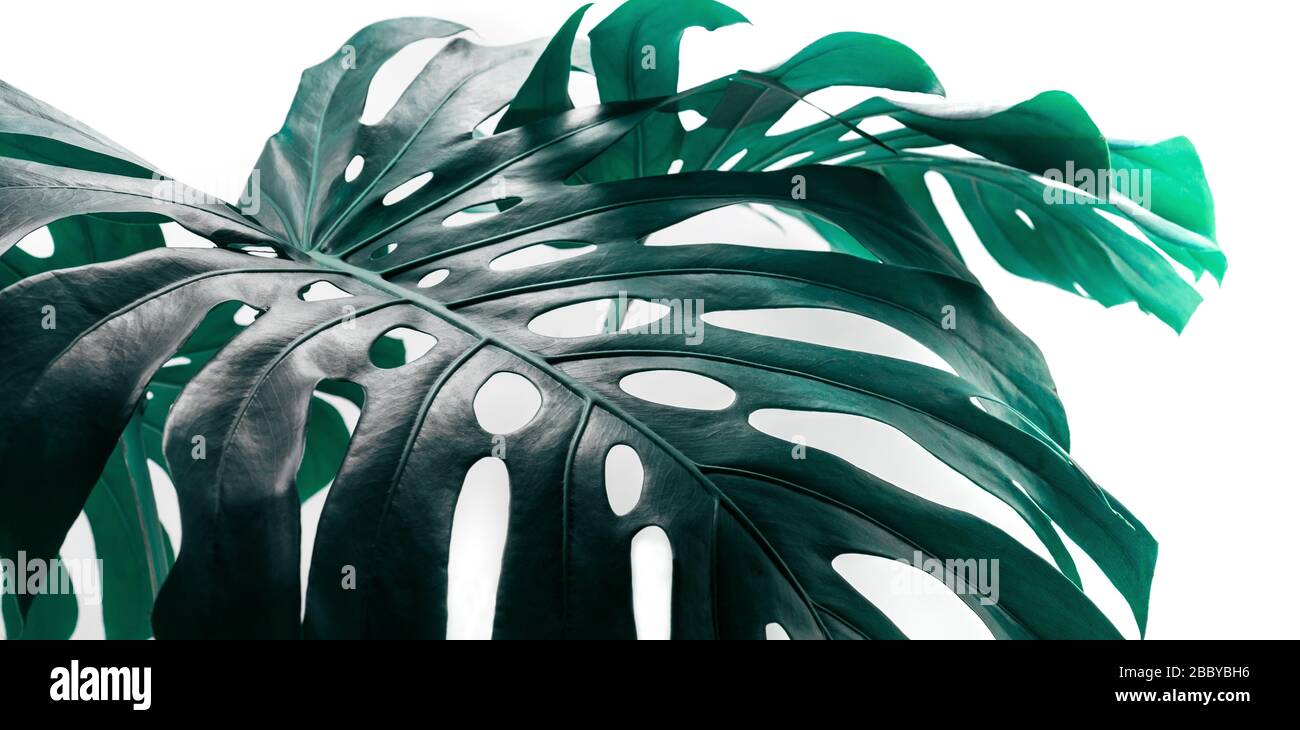 Selective focus of monstera leaves (leaf) on white color for decorating ...