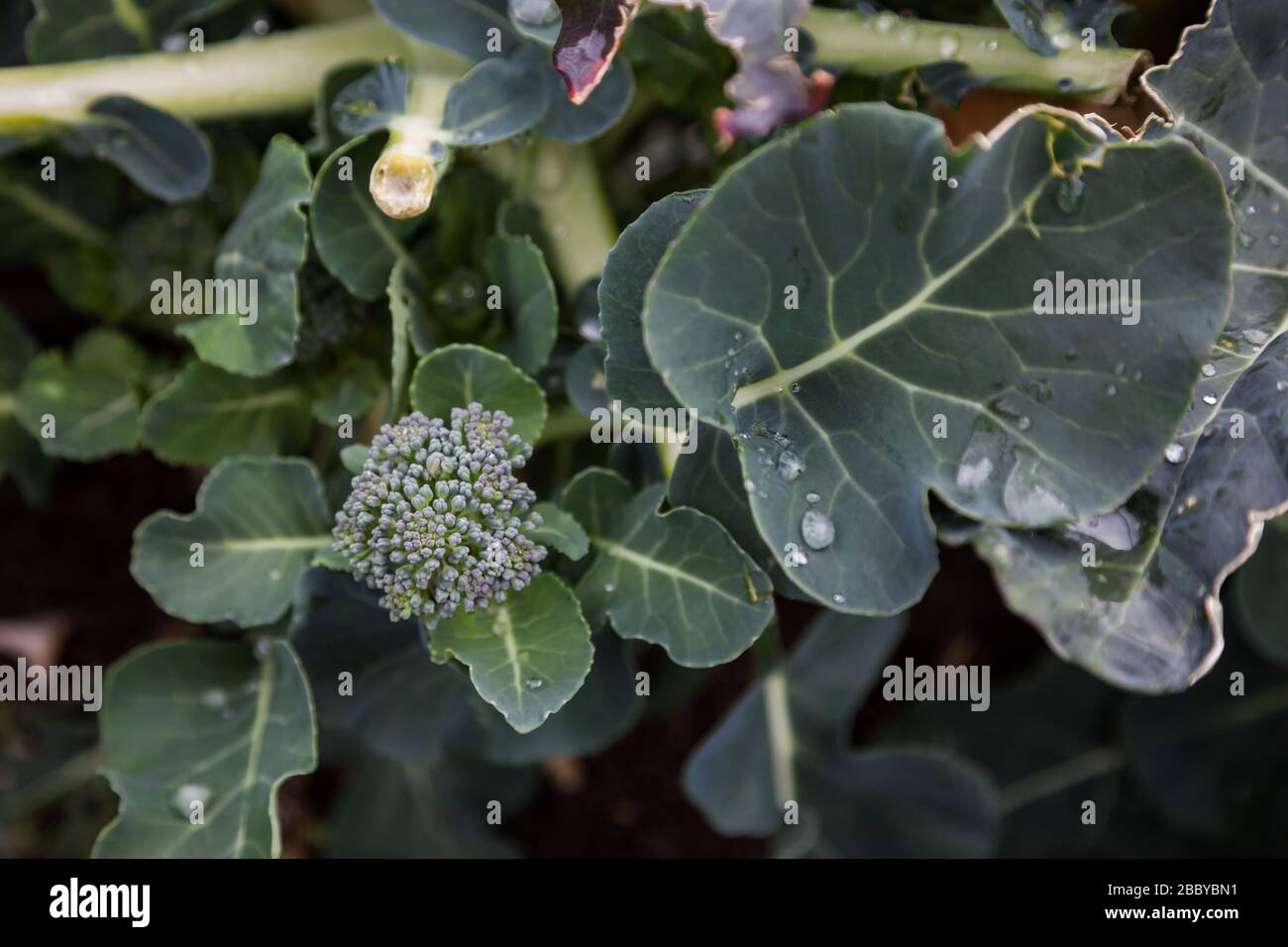 broccoli plant in garden Stock Photo - Alamy