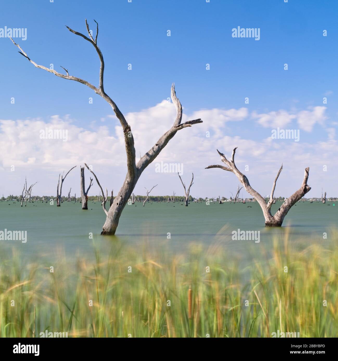 Dead trees in Lake Mulwala Stock Photo - Alamy