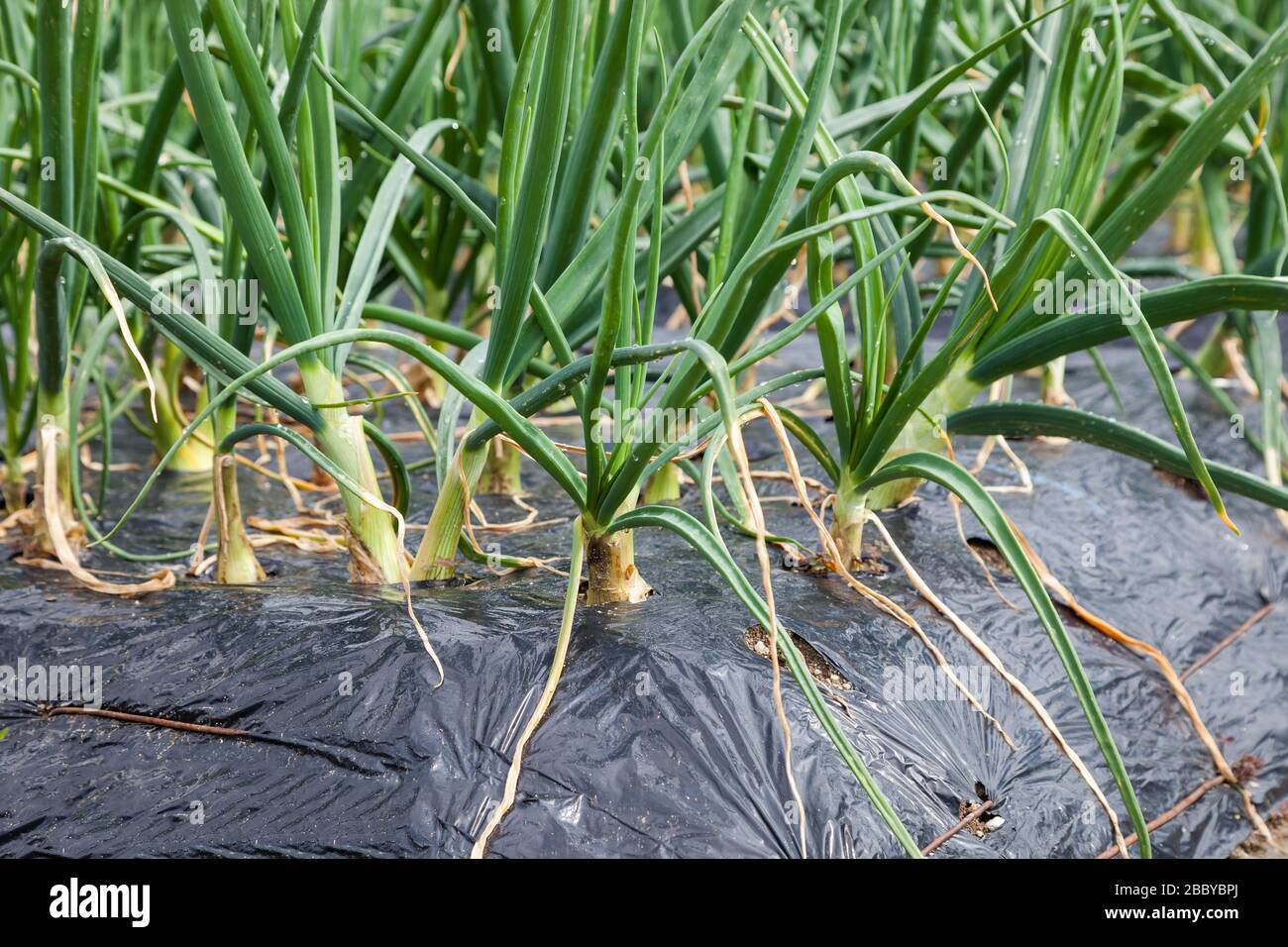 field of sprout spring garden plants onion Stock Photo - Alamy