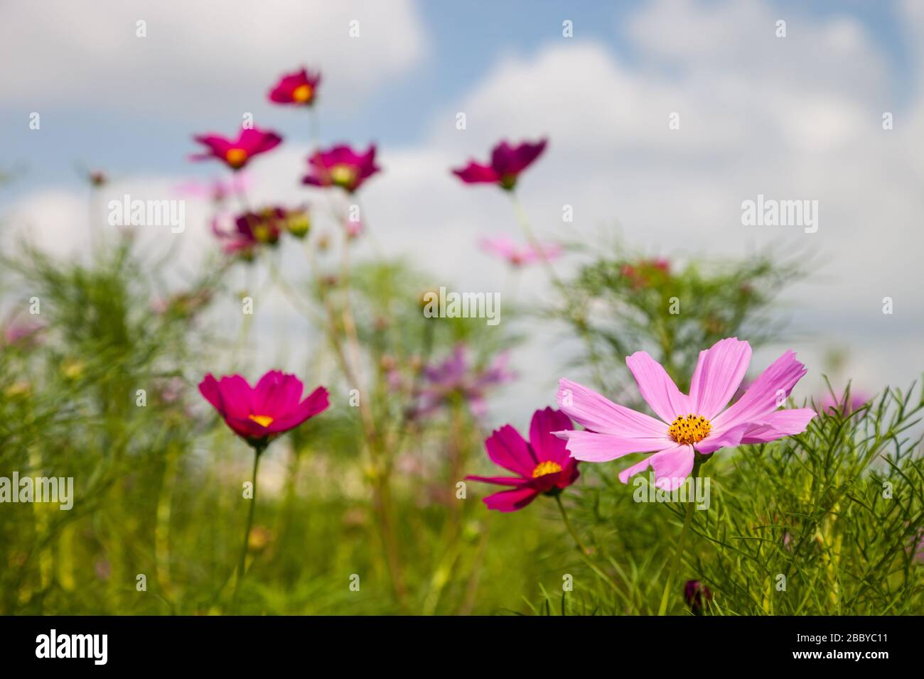 Beautiful spring Cosmos flower background., Cosmos flower Stock Photo ...