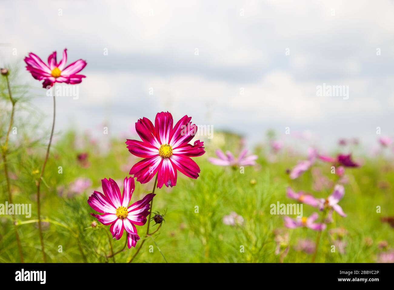 Beautiful spring Cosmos flower background., Cosmos flower Stock Photo ...