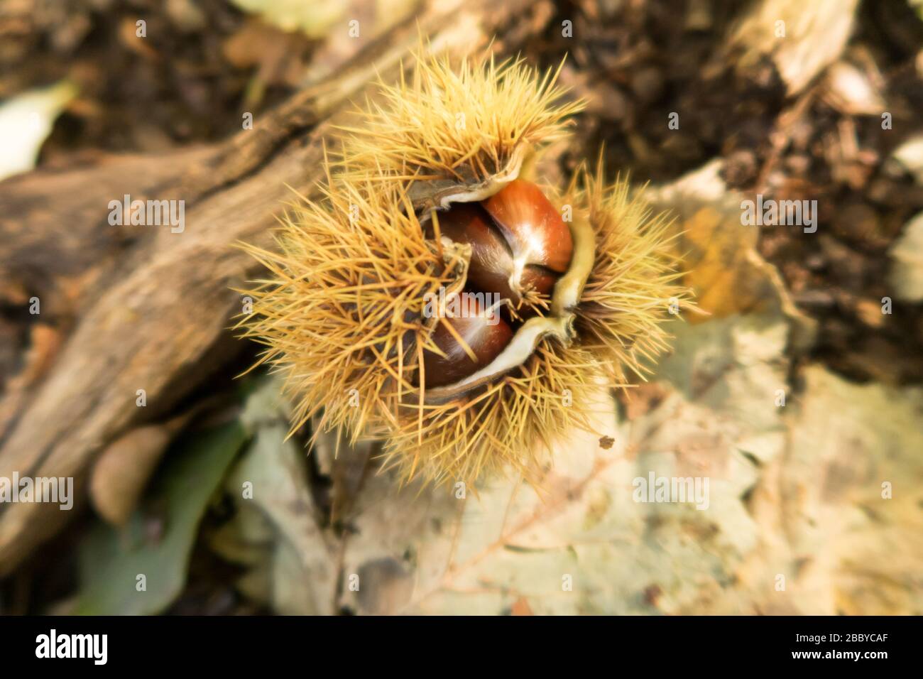 Chestnuts in a pod Stock Photo - Alamy
