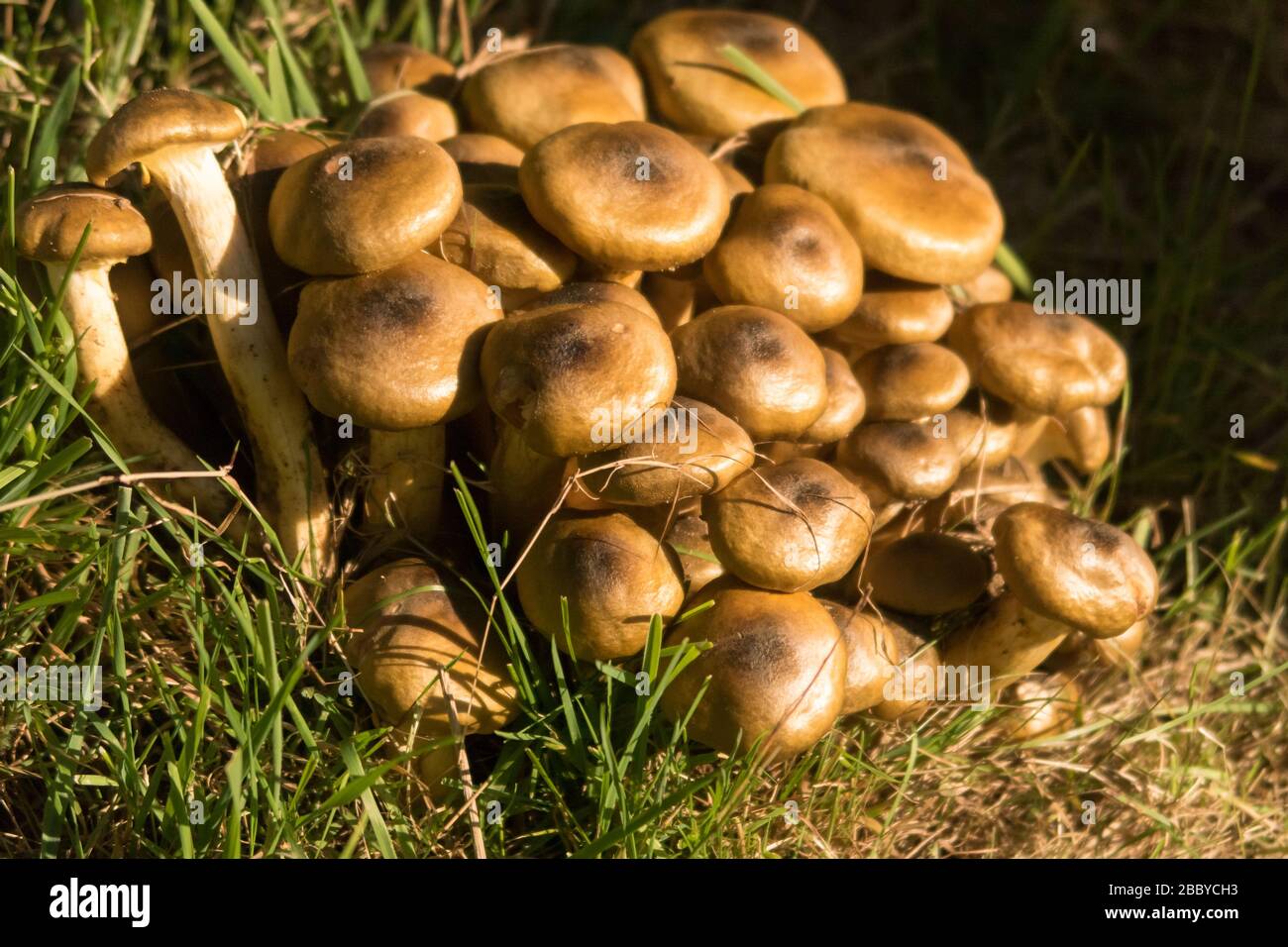 A bunch of mushrooms in a forest Stock Photo - Alamy