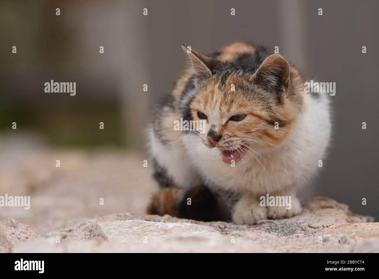 A meowing cat in the ruins of Al. Karak in Jordan Stock Photo - Alamy