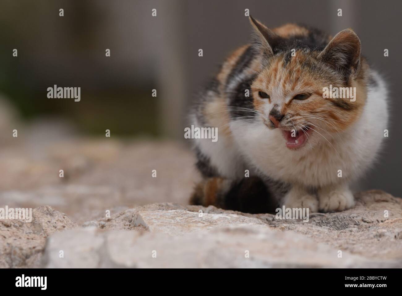 A meowing cat in the ruins of Al. Karak in Jordan Stock Photo - Alamy