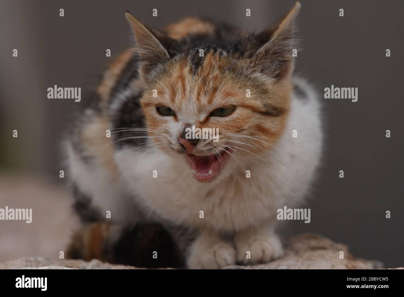 A meowing cat in the ruins of Al. Karak in Jordan Stock Photo - Alamy