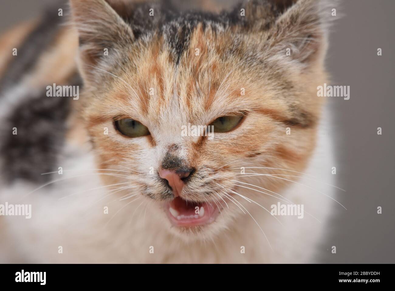 A meowing cat in the ruins of Al. Karak in Jordan Stock Photo - Alamy