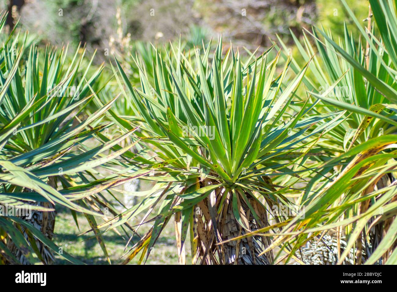 Green evergreen leaves of Yucca gloriosa, nature texture, Sharp leaves ...