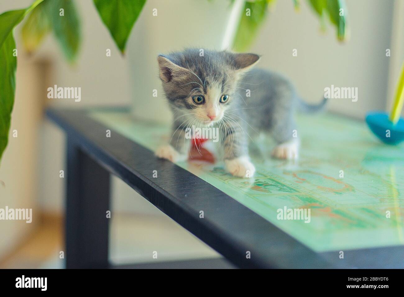 scared gray kitten on a glass table Stock Photo - Alamy
