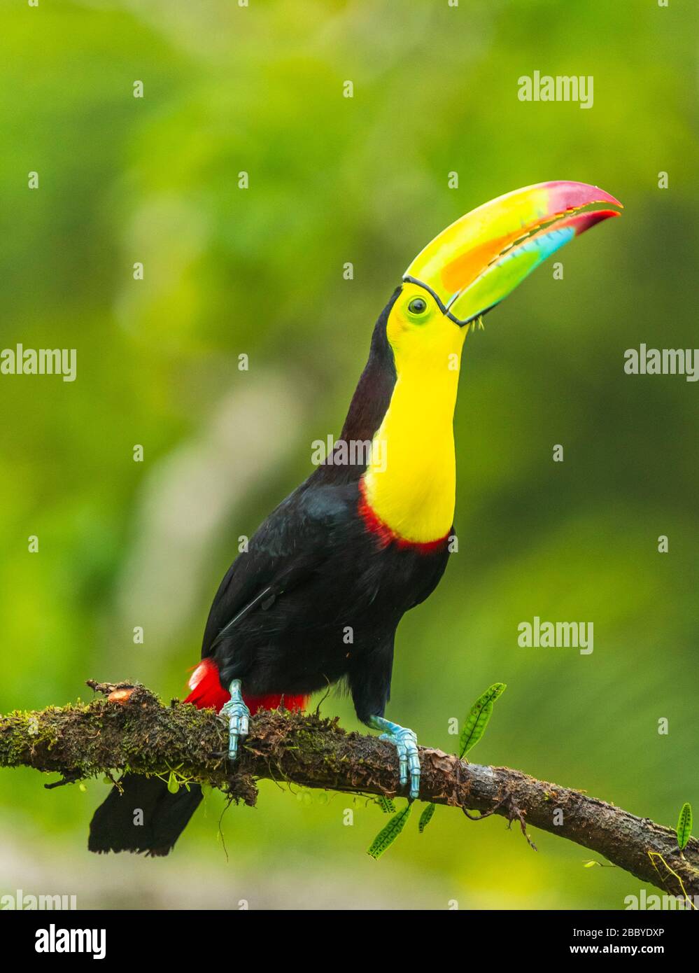 A closeup portrait of a keel-billed toucan , Costa Rica Stock Photo - Alamy