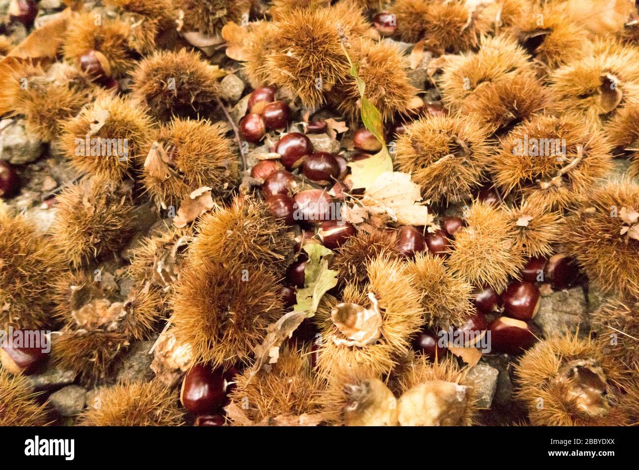 Chestnuts in their pods are seen on the ground of a forest in the north ...