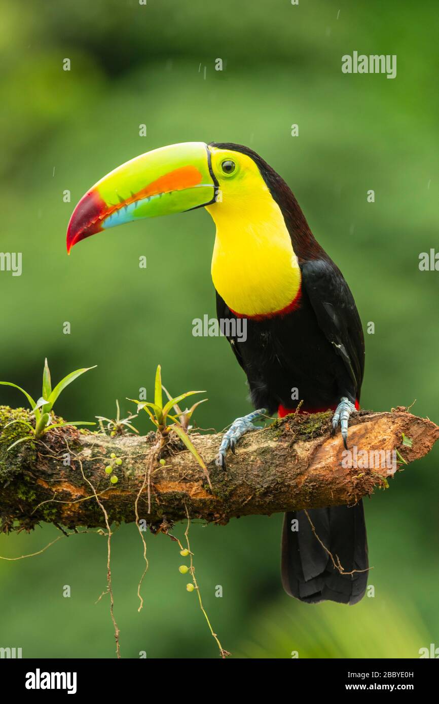 closeup portrait of a keel-billed toucan in Costa Rica Stock Photo - Alamy