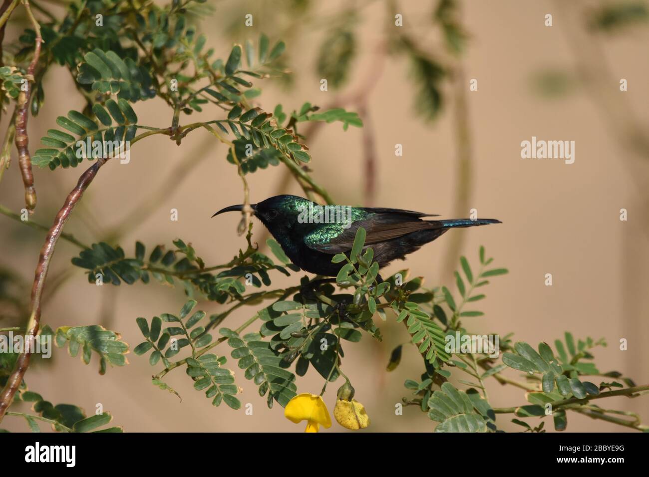 Palestine sunbird preying on flowers in the desert in Jordan Stock ...