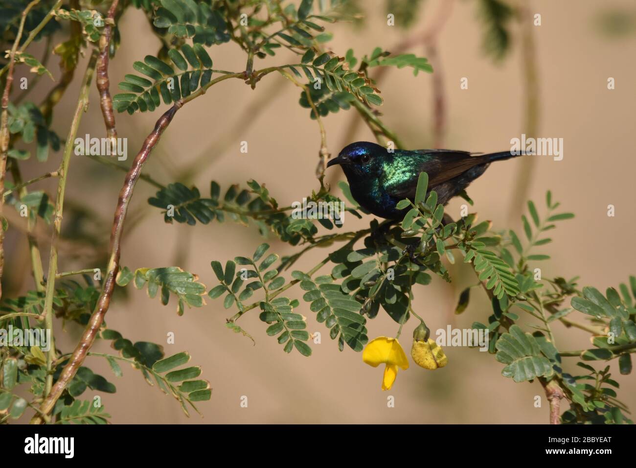 Palestine sunbird preying on flowers in the desert in Jordan Stock ...