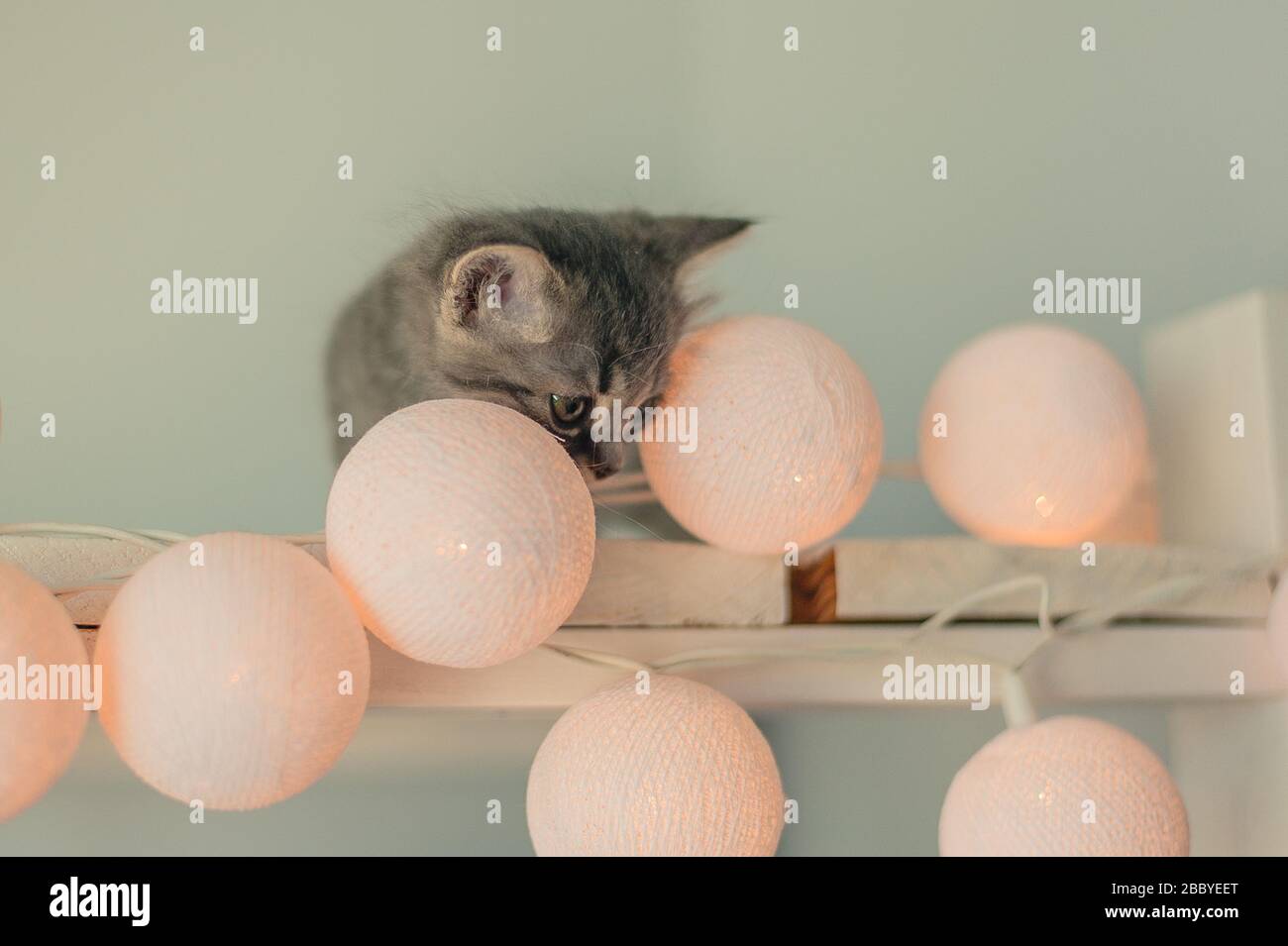 Cute gray small cat with fairy lights Stock Photo - Alamy