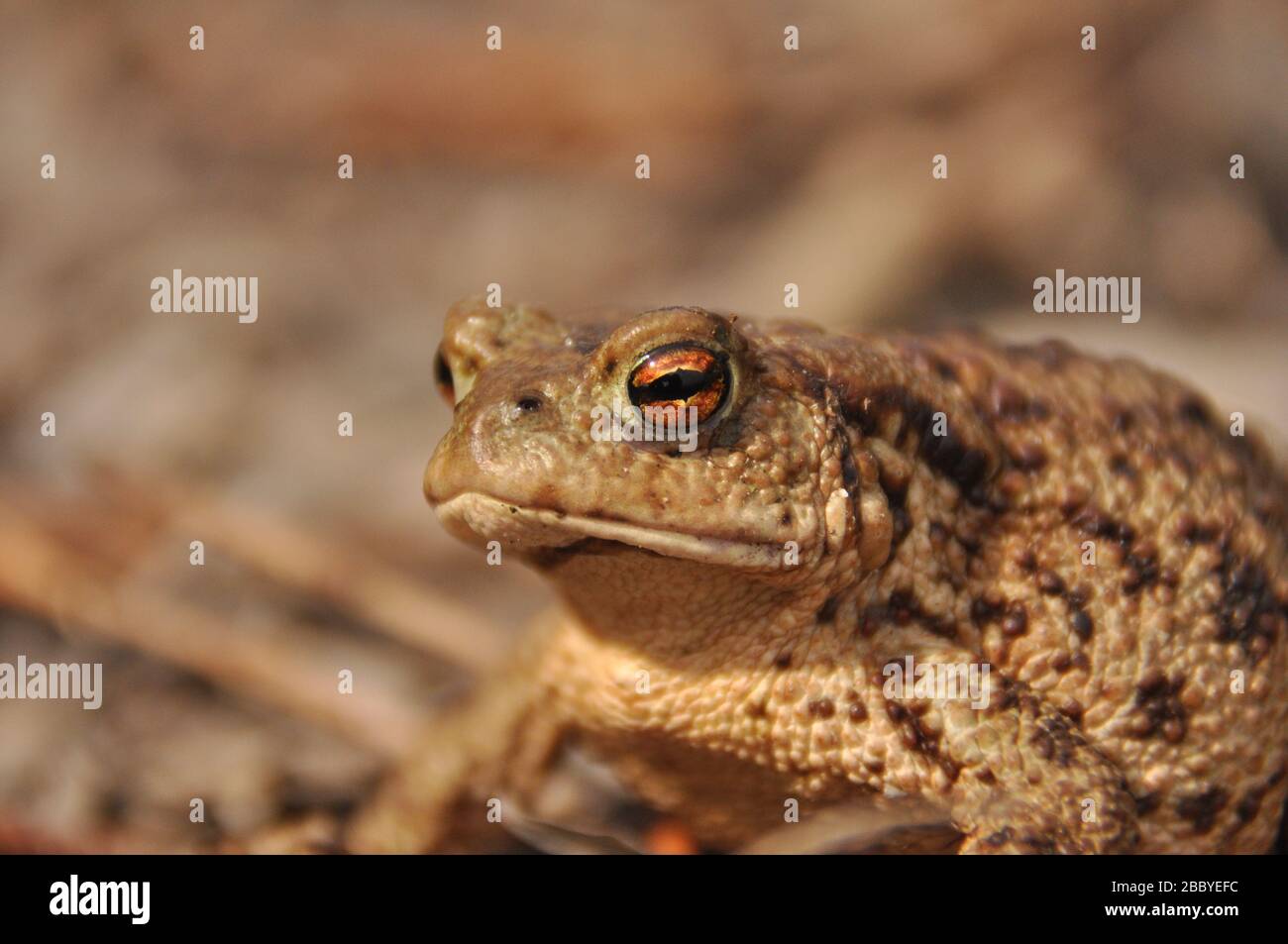 Toad. Amphibian during the spring awakening and mating Stock Photo - Alamy