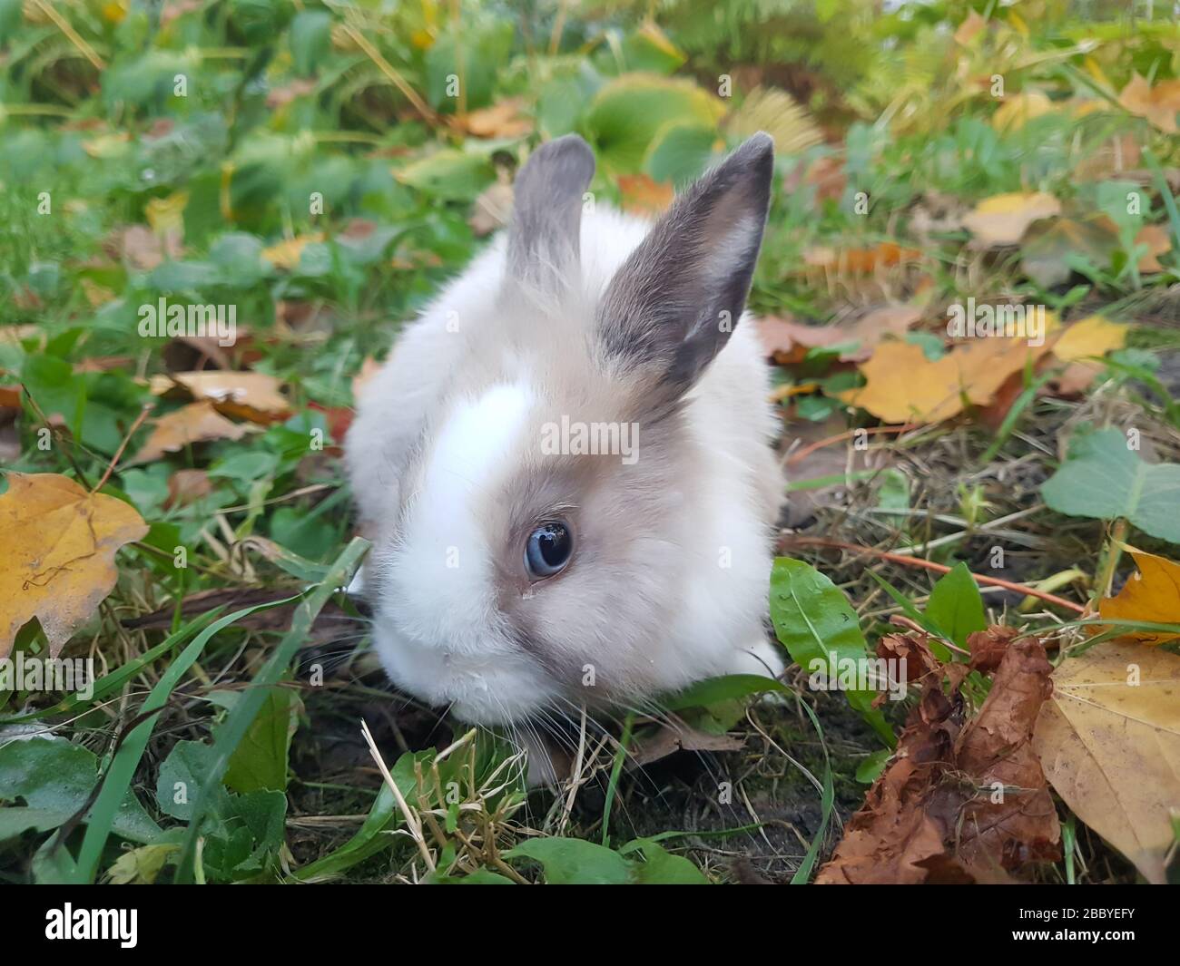 Baby playing brown rabbit hi-res stock photography and images - Alamy