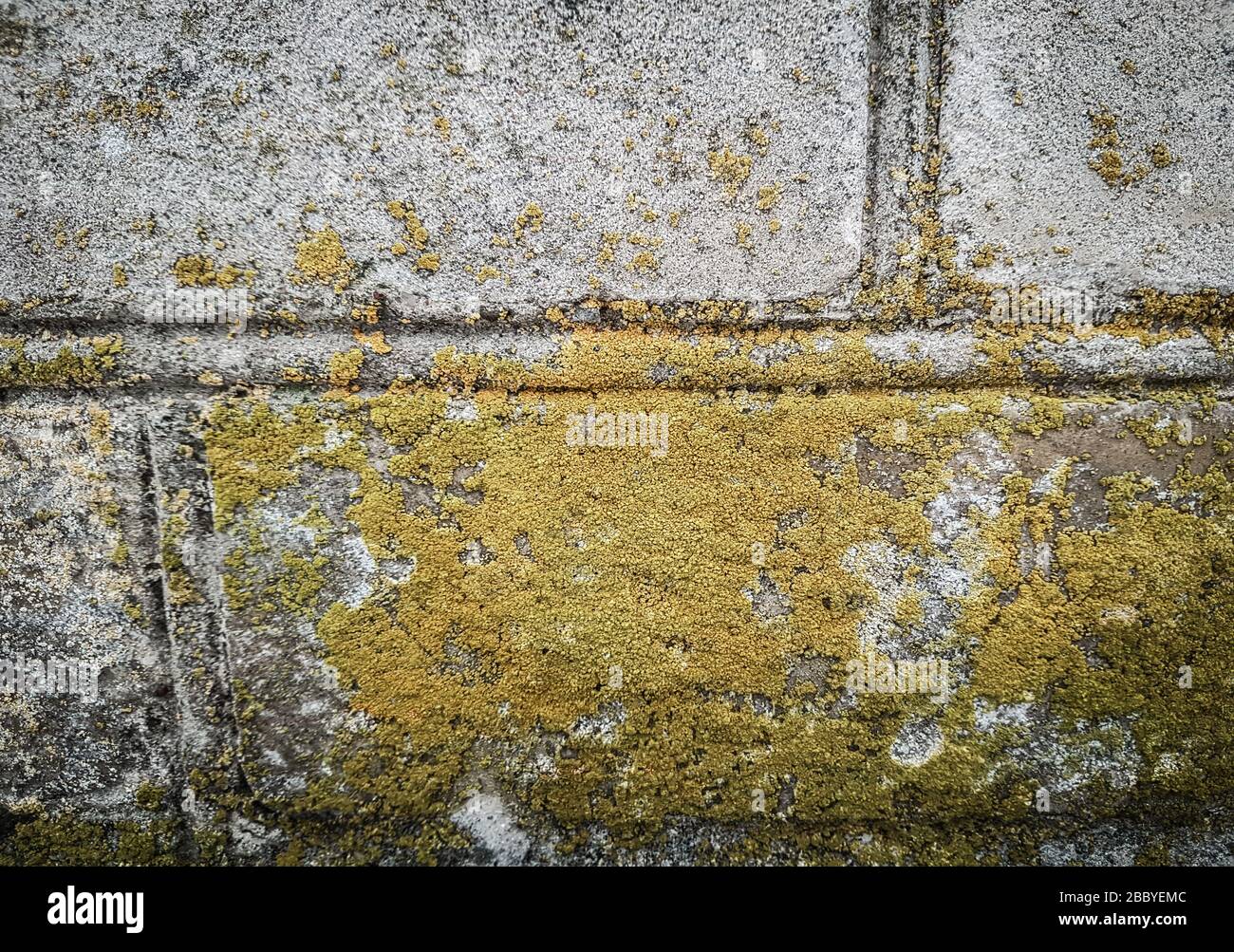 Lichen on house wall hi-res stock photography and images - Alamy