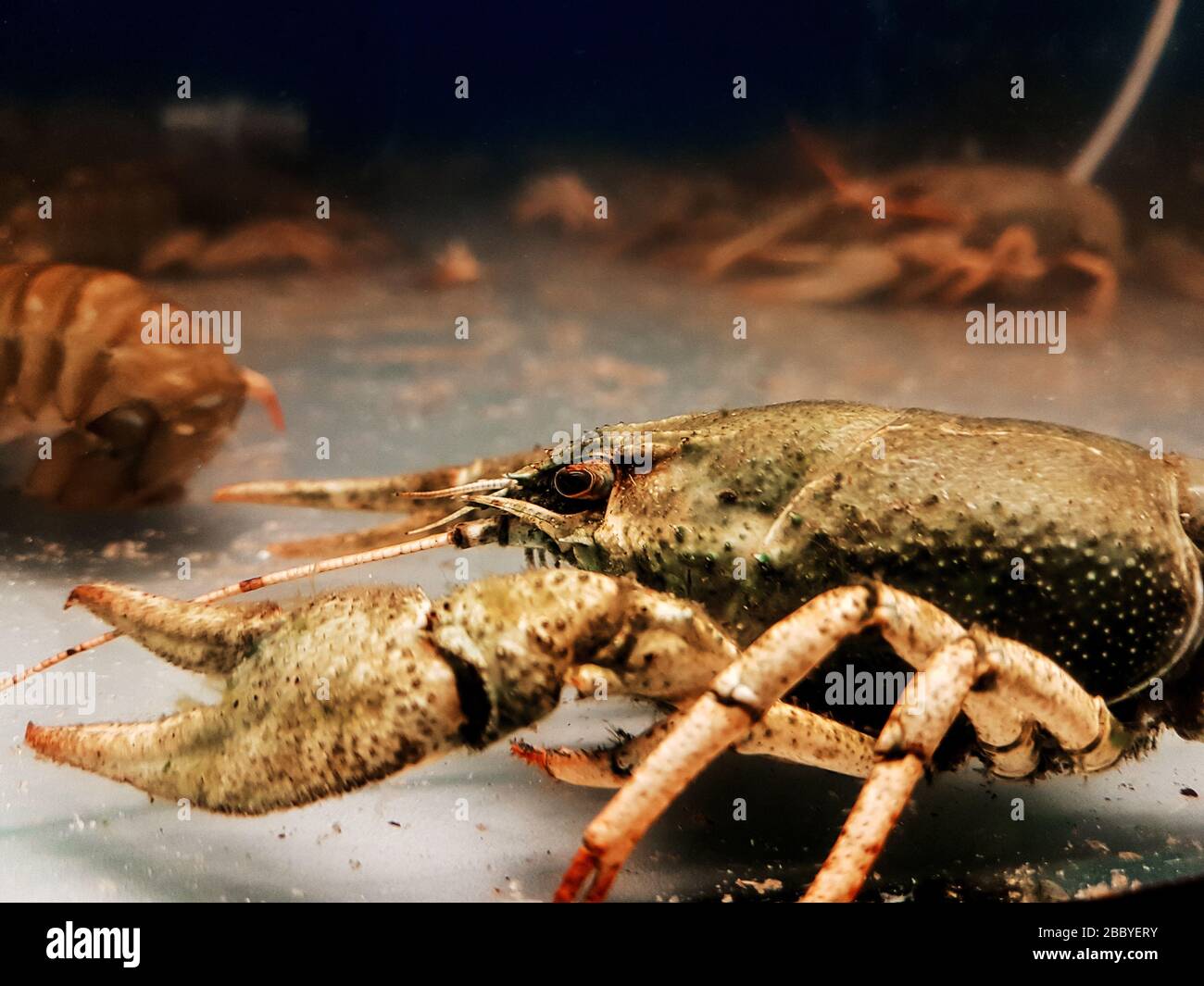 Cave crayfish hi-res stock photography and images - Alamy