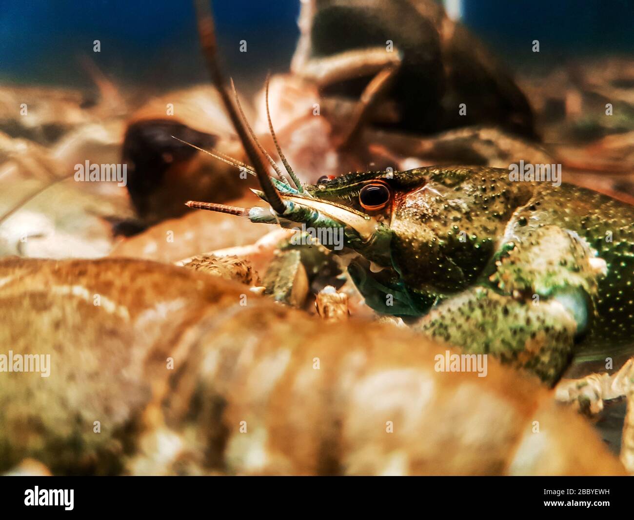 Freshwater amphibians hi-res stock photography and images - Alamy