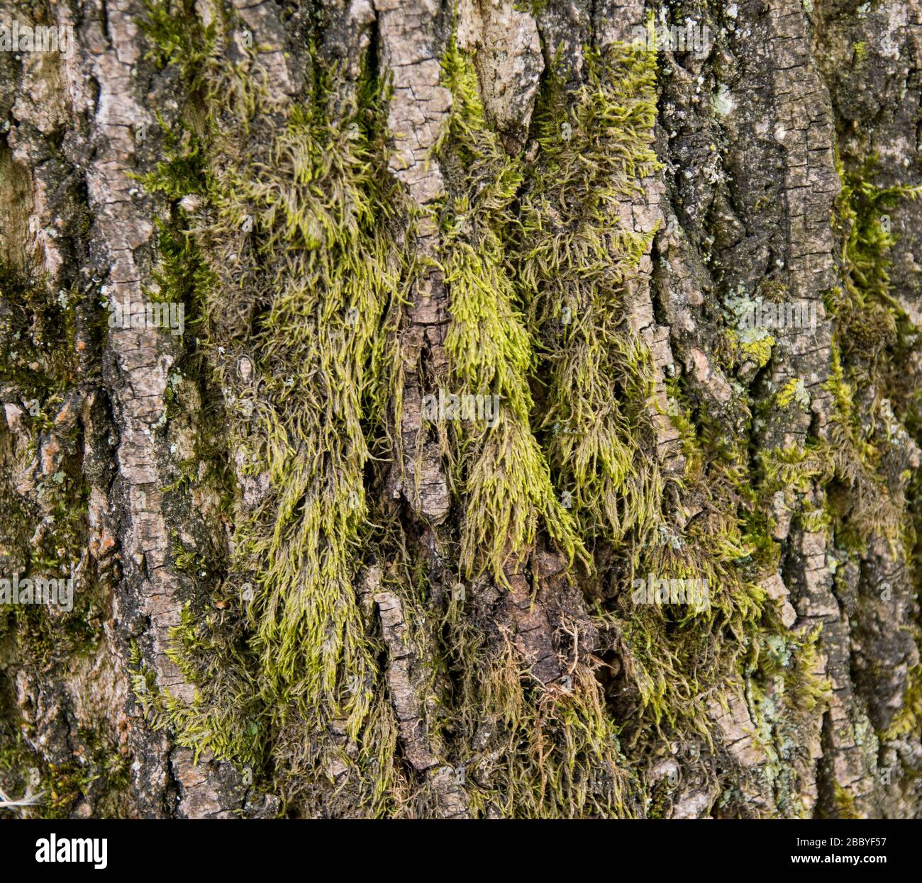 Natural green tree bark with embossed texture. The green moss Stock ...