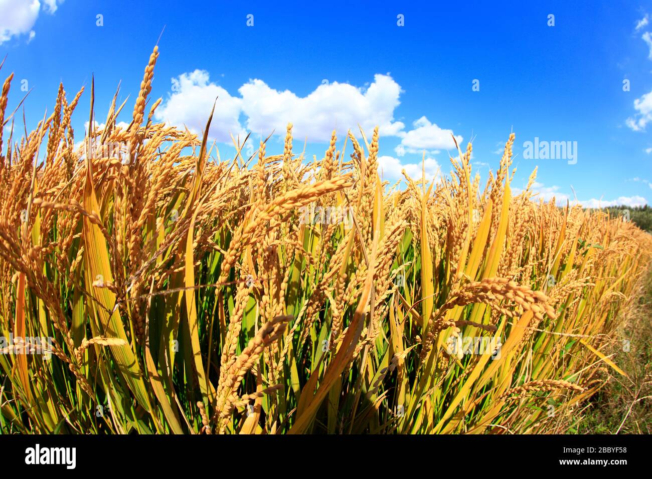 Mature rice in rice field, under the blue sky white clouds Stock Photo ...