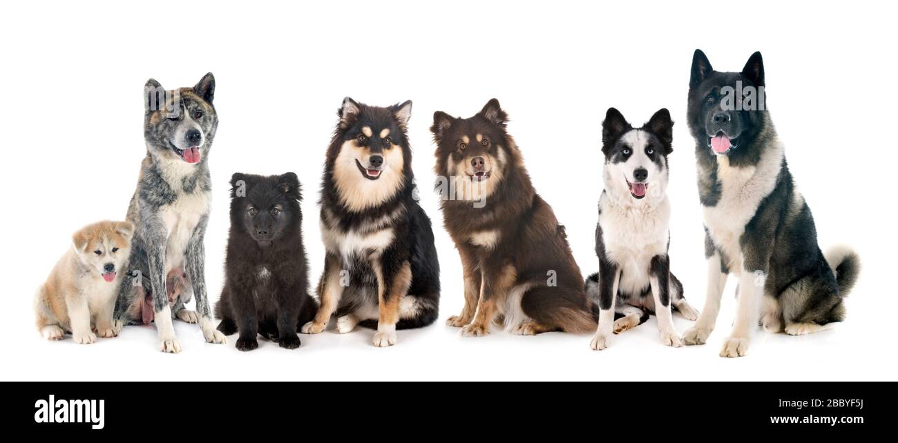 primitive dogs in front of white background Stock Photo - Alamy