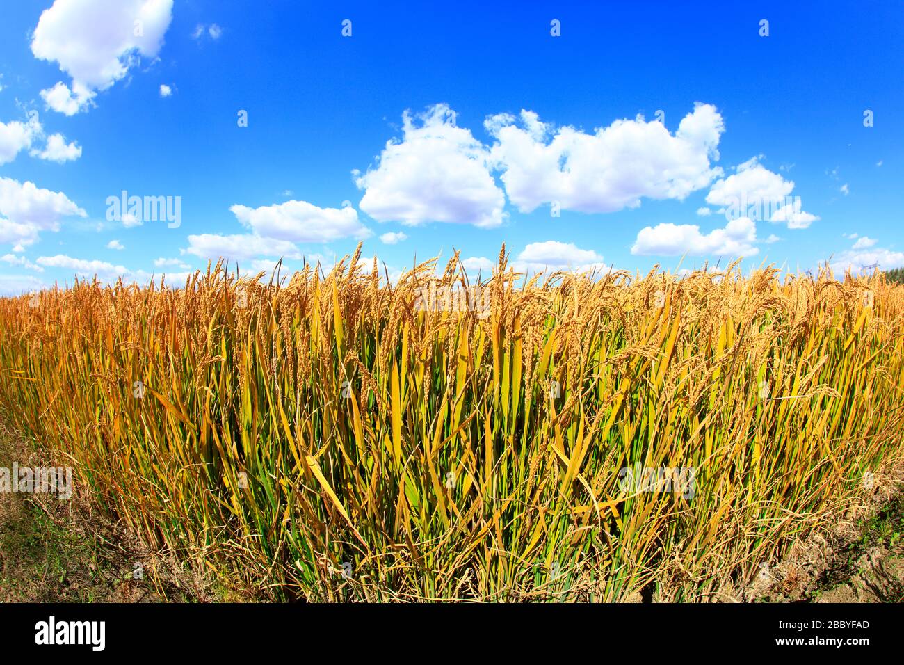 Mature rice in rice field, under the blue sky white clouds Stock Photo ...