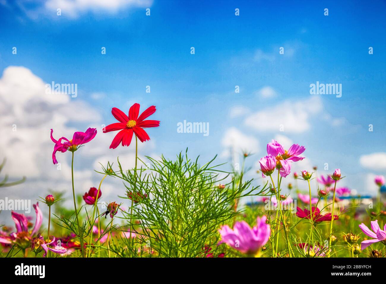 Beautiful spring Cosmos flower background., Cosmos flower Stock Photo ...