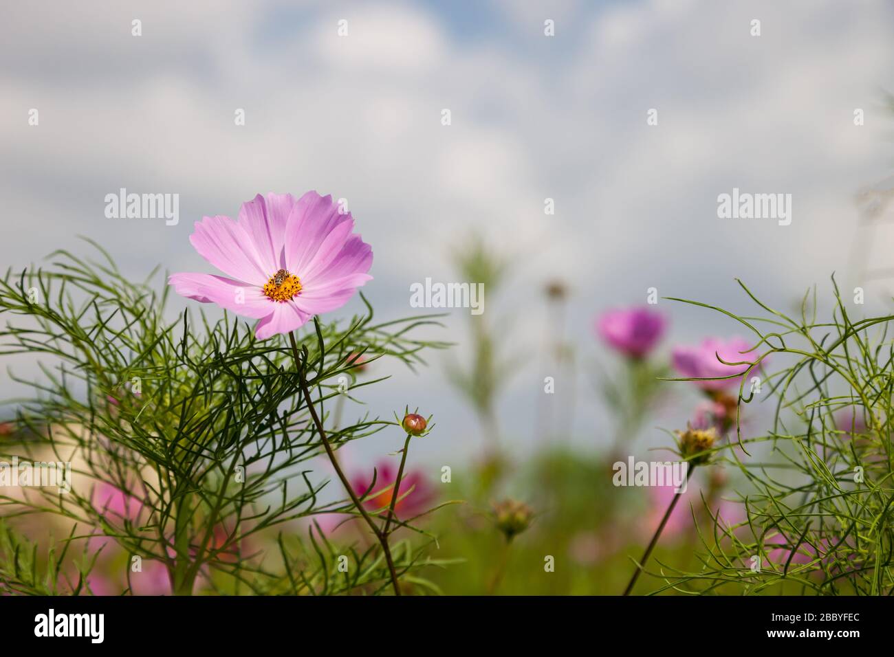 Beautiful spring Cosmos flower background., Cosmos flower Stock Photo ...