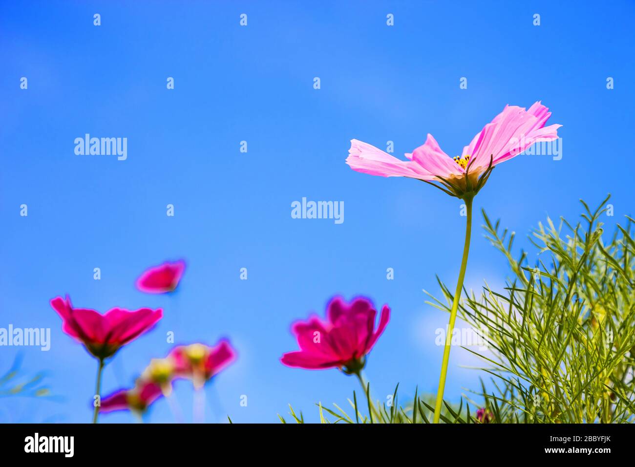 Spring Cosmos High Resolution Stock Photography and Images - Alamy