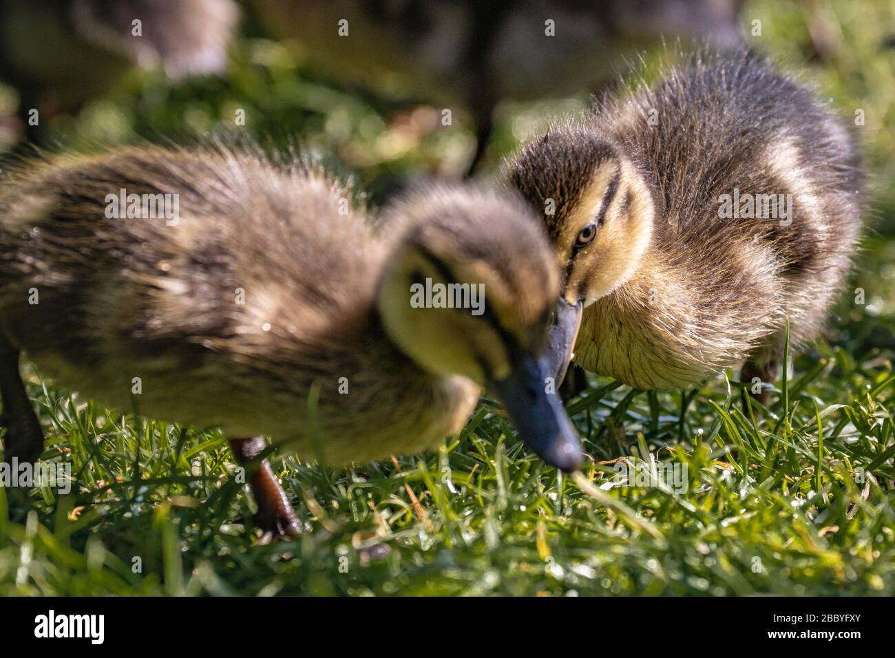 cute baby ducks Stock Photo - Alamy