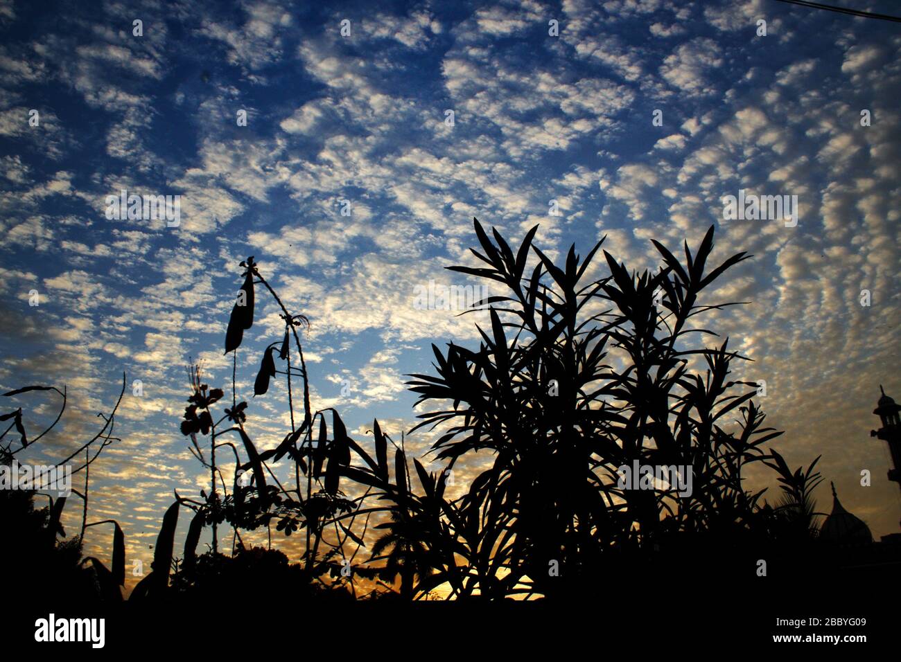 Woodland plants and animals hi-res stock photography and images - Alamy