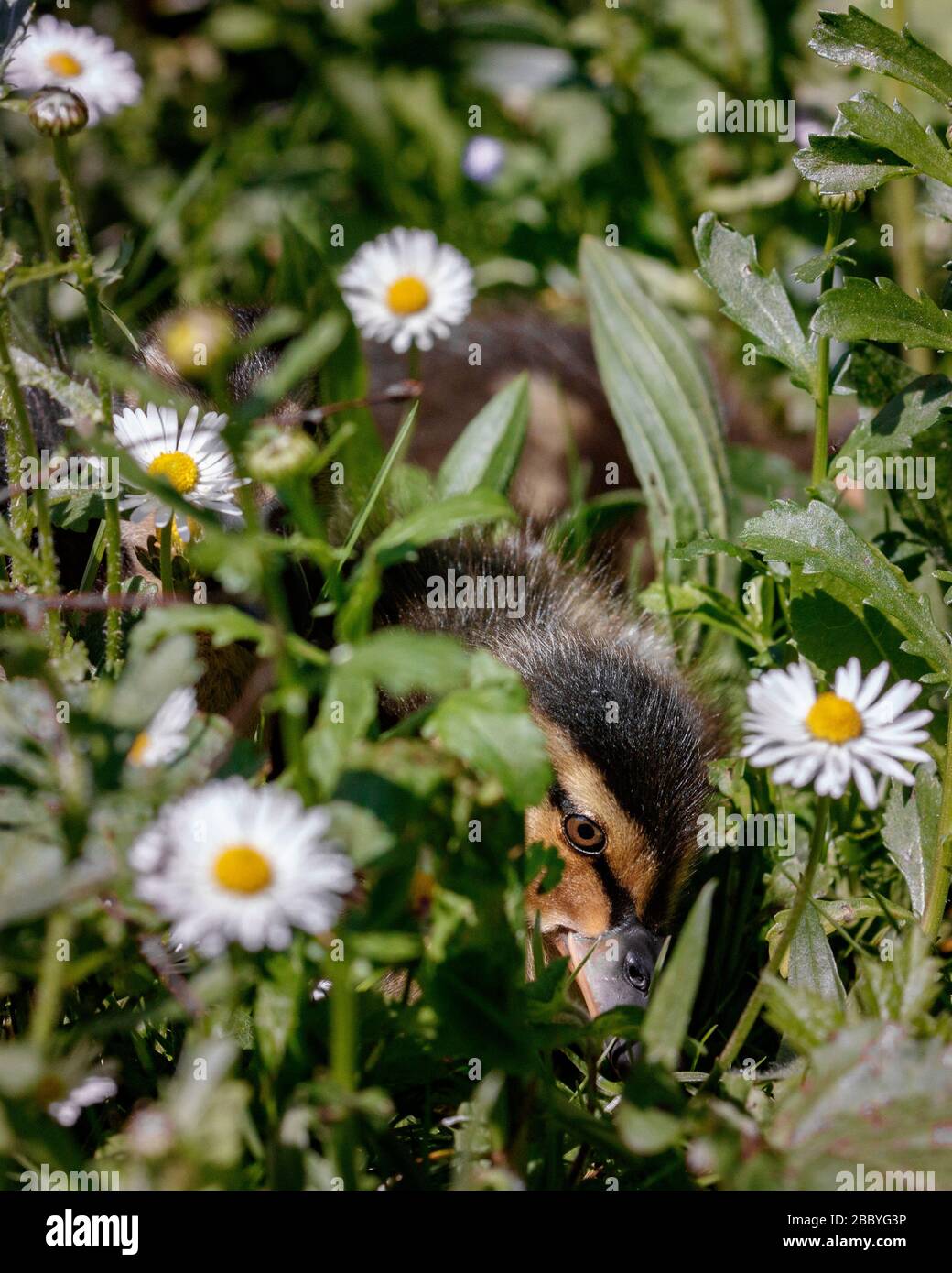 baby duck walking through flowers Stock Photo - Alamy