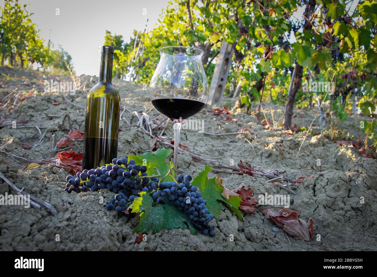 glass with wine in the vineyard Stock Photo - Alamy