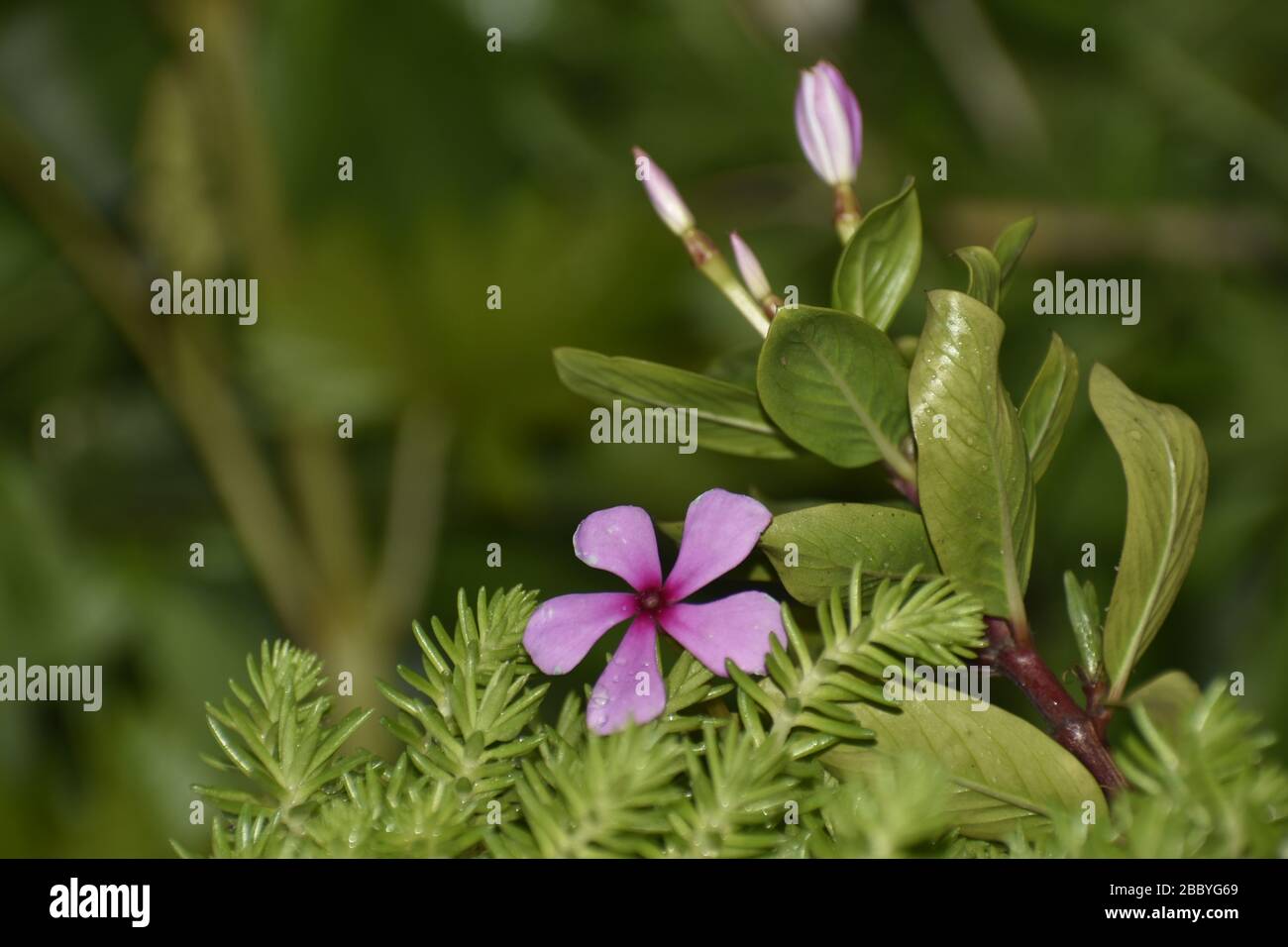 A closeup photograph of pink wild flower in a garden at Kashmir,India ...