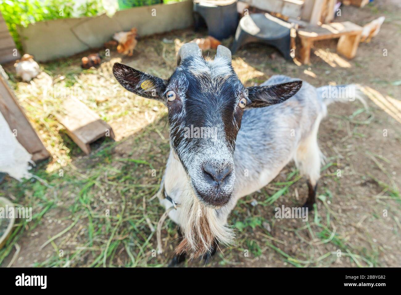 Cute goat relaxing in ranch farm in summer day. Domestic goats grazing ...