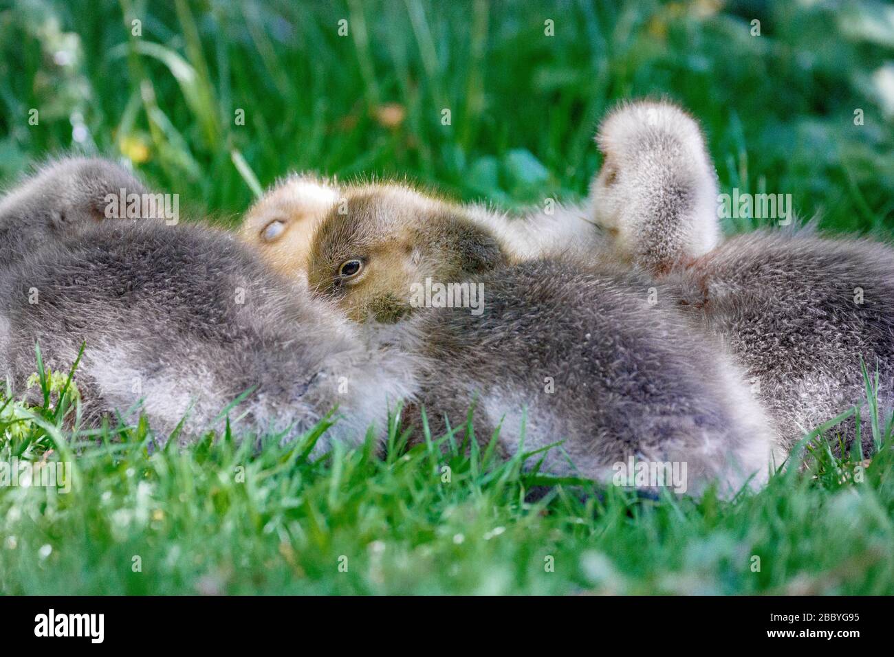 cute baby goose Stock Photo - Alamy