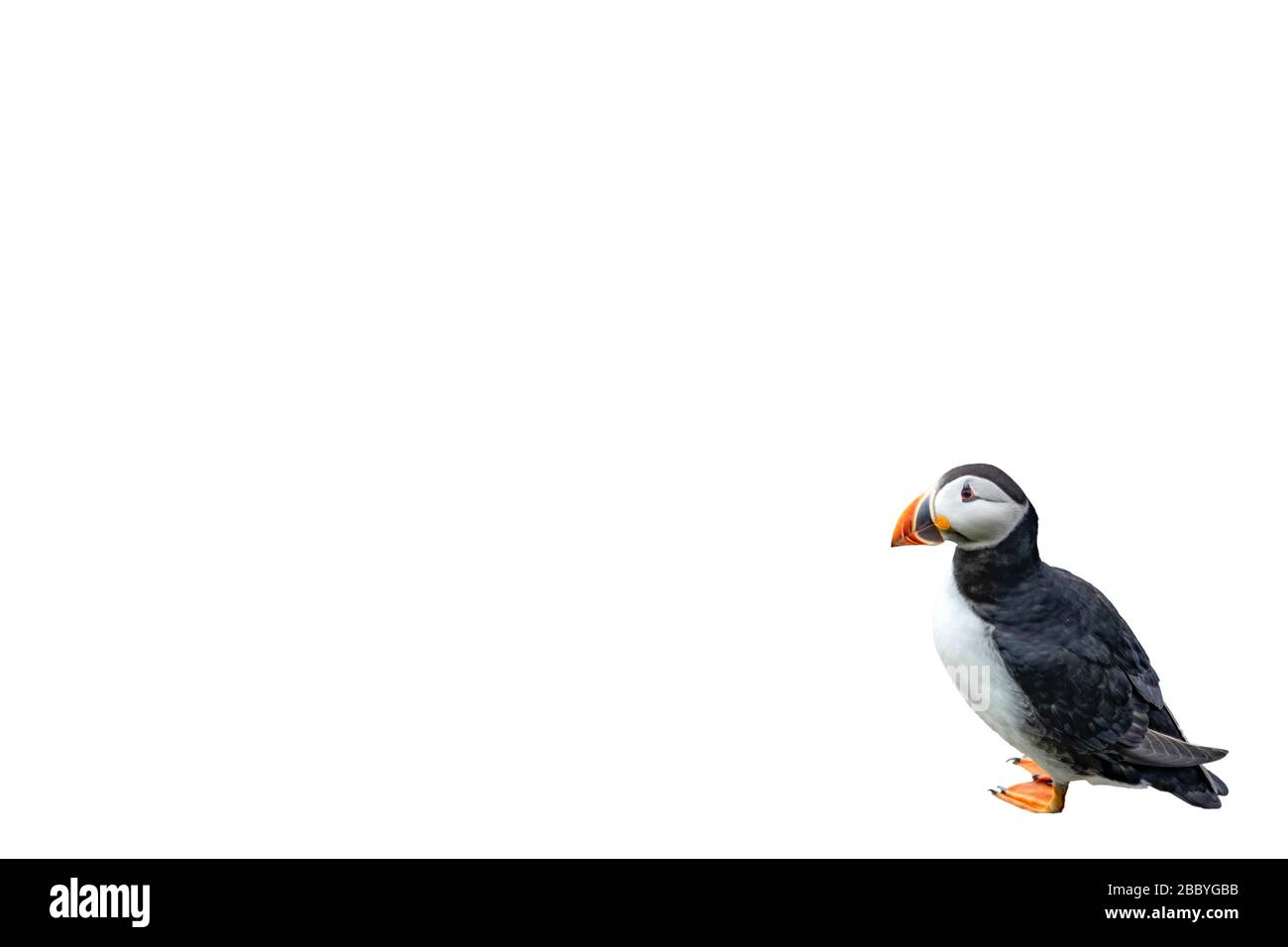 Puffin on white background with text space Stock Photo - Alamy